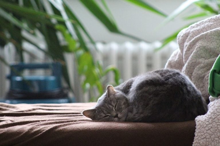 Thunderease vs. Feliway: Which Diffuser Is Better For Calming Your Cat ...